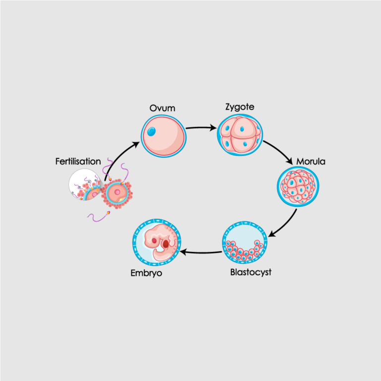 Blastocyst Transfer – RISAA IVF